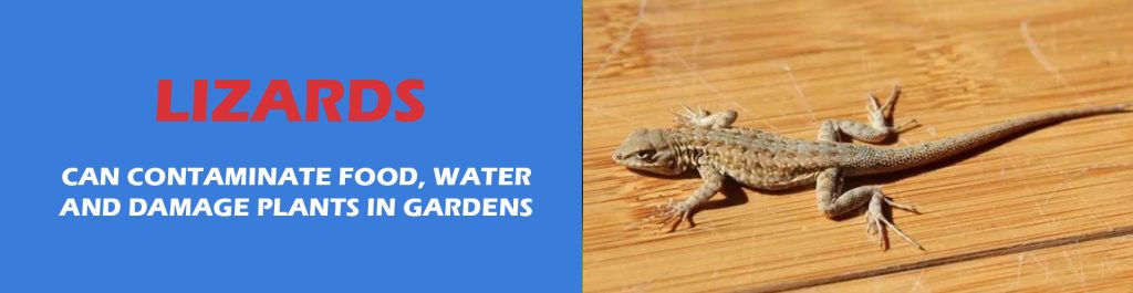Lizard Control Service – Access Pest Control